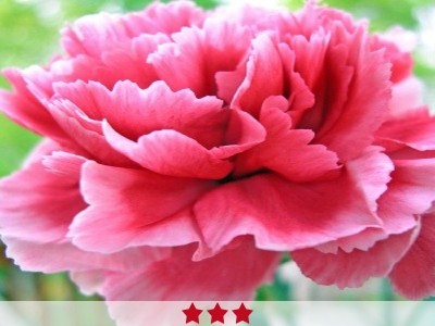 Buy Carnation Absolute Essential Oil | Pure & Natural Product ...