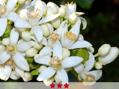 Orange Blossom Absolute- Pure & Natural Orange Blossom Absolute Buy